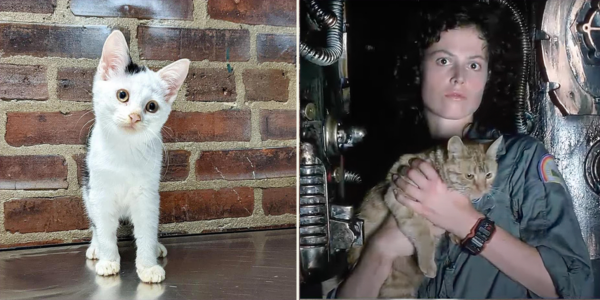 Jonesy, Named for 'Alien' Cat, Delights Rescuers with Silly Antics