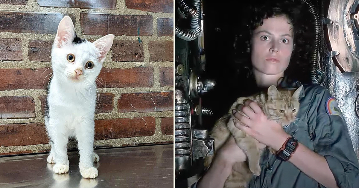 Jonesy, Named for 'Alien' Cat, Delights Rescuers with Silly Antics