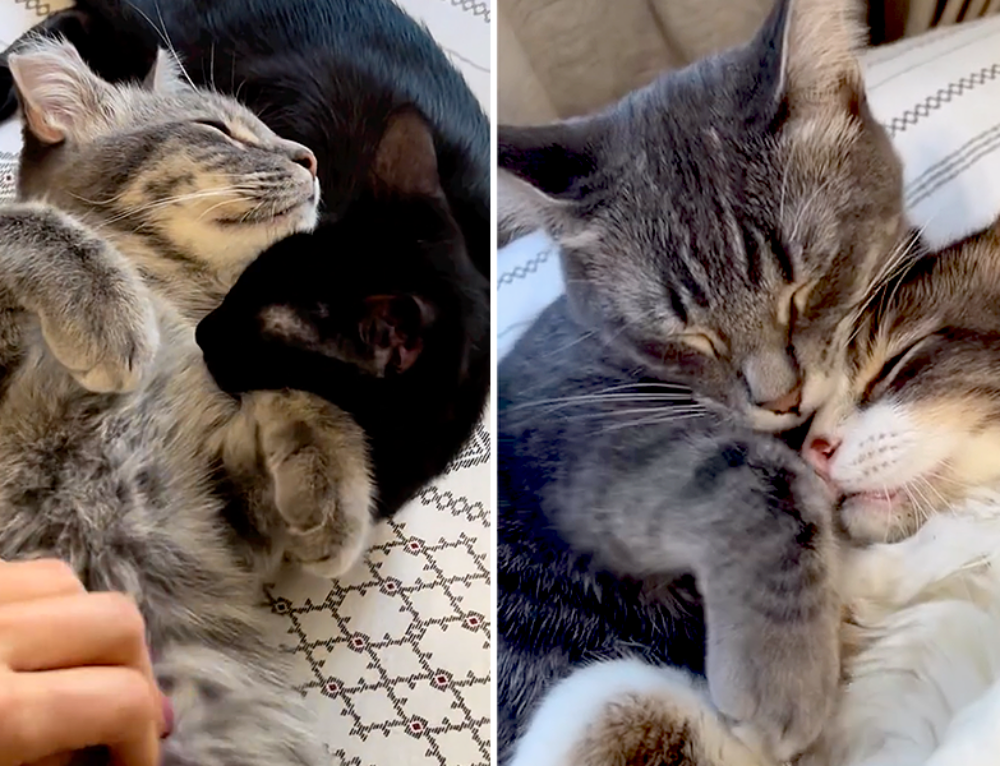 Outdoor Cat Found Frozen In Snow Miraculously Survives! - Cole & Marmalade