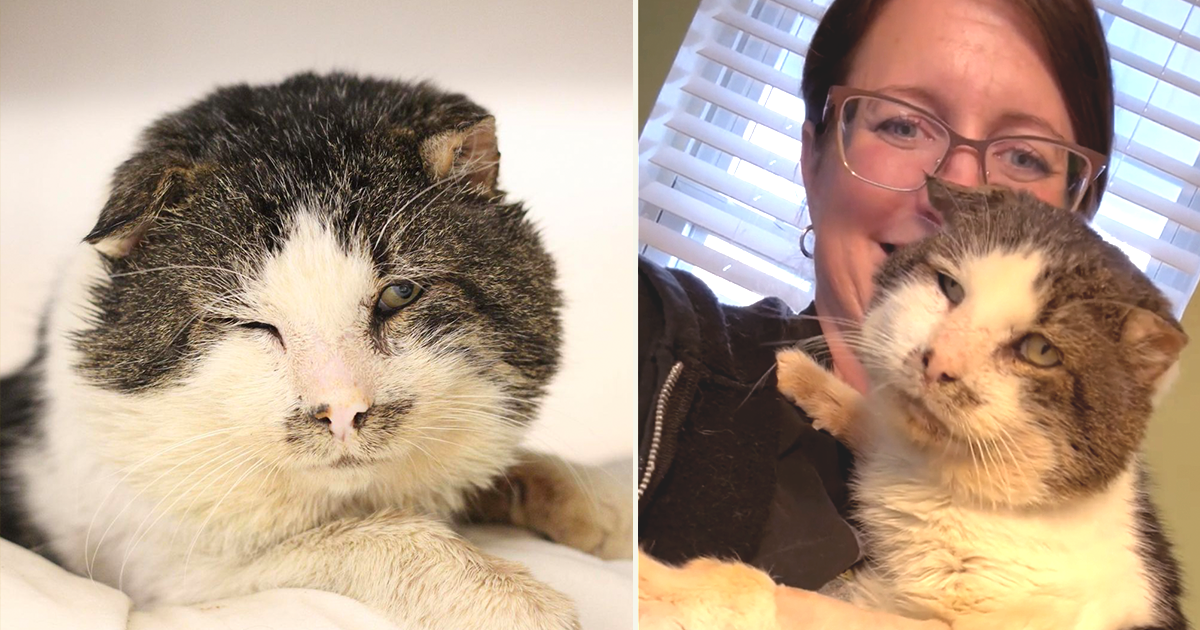 FIV+ Cat, Sir Thomas Moneycheeks Steal Hearts, Finds 2 Homes
