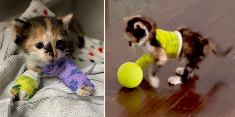 Fierce Kitten S'mores Rocks a Yellow Splint and Only Wants to Play