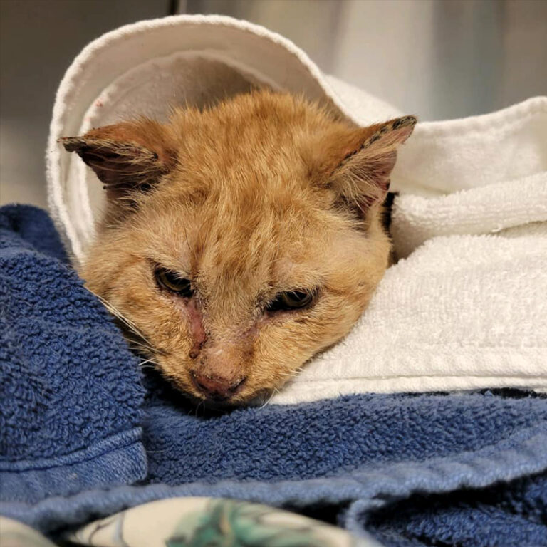 Good Samaritan and Rescuers Save Cat Found Frozen