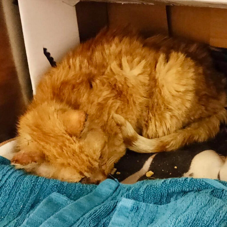 Good Samaritan and Rescuers Save Cat Found Frozen