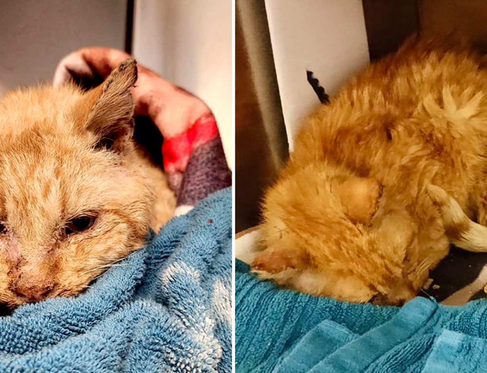 Johnny and Queenie, Two Older Cats Oozing with Purrsonality