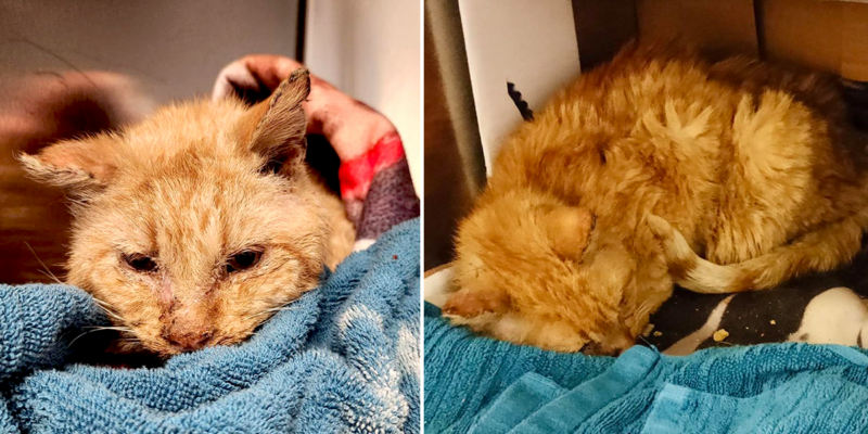 Good Samaritan and Rescuers Save Cat Found Frozen