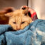 Good Samaritan and Rescuers Save Cat Found Frozen