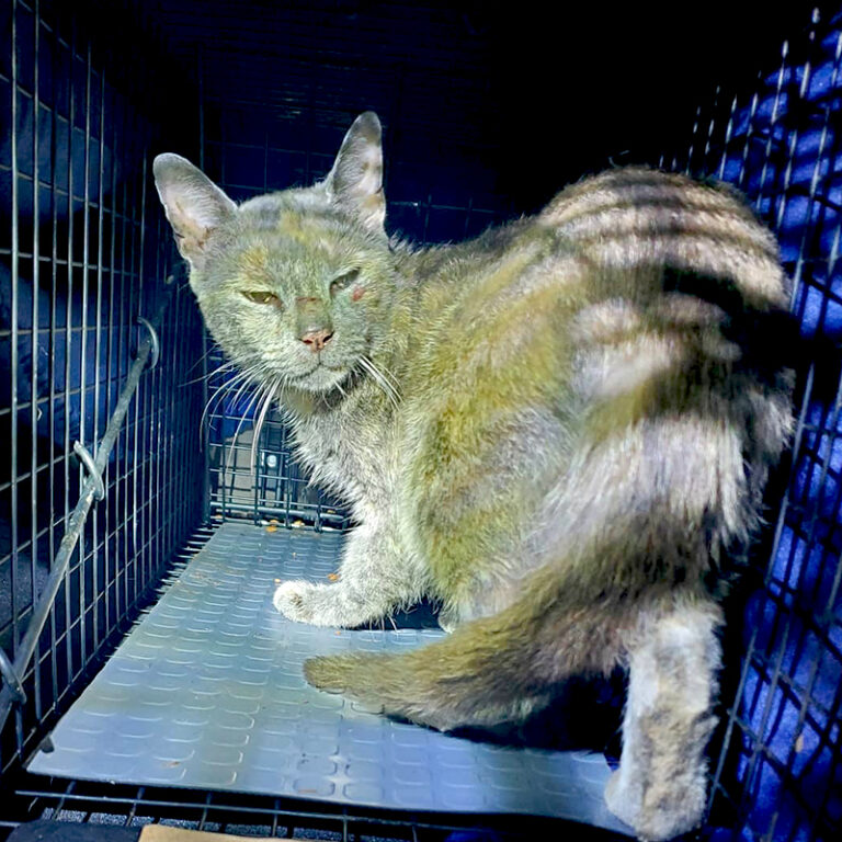 NYC Rescuer’s All-Nighters Helping ‘Taco Bell Cats’ at Drive-Thru