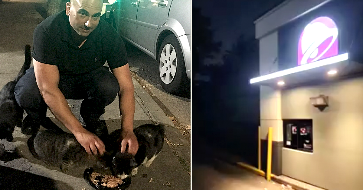 NYC Rescuer’s All-Nighters Helping ‘Taco Bell Cats’ at Drive-Thru
