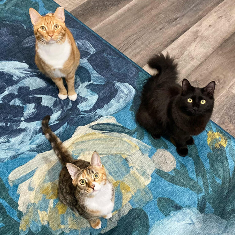 Fluff Up Your Feline Vocabulary with Words for Groups of Cats