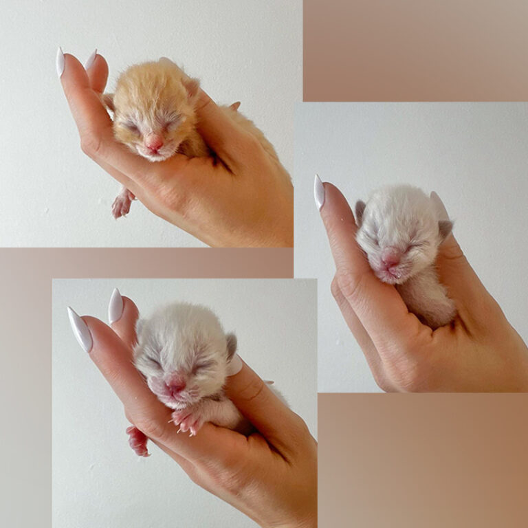 'Big Papa' Kitten Throws His Paws in the Air in Foster Care