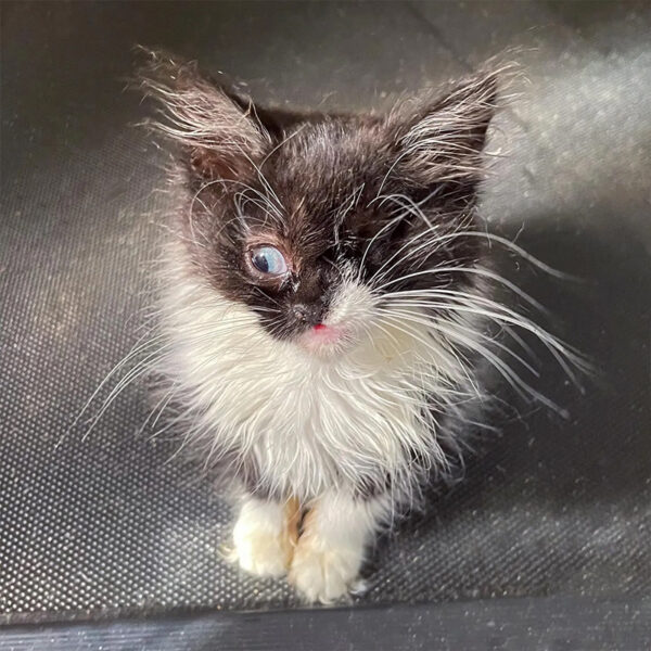 Kitten Named 'Bug' Has One Eye and Nostril Is Doubly Sweet