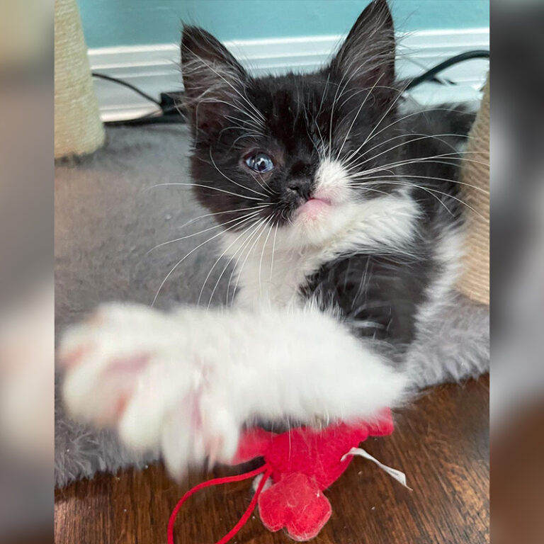 Kitten Named 'Bug' Has One Eye and Nostril Is Doubly Sweet