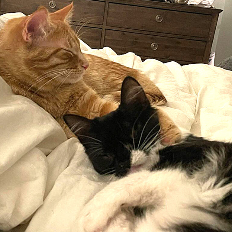 Kitten Named 'Bug' Has One Eye and Nostril Is Doubly Sweet