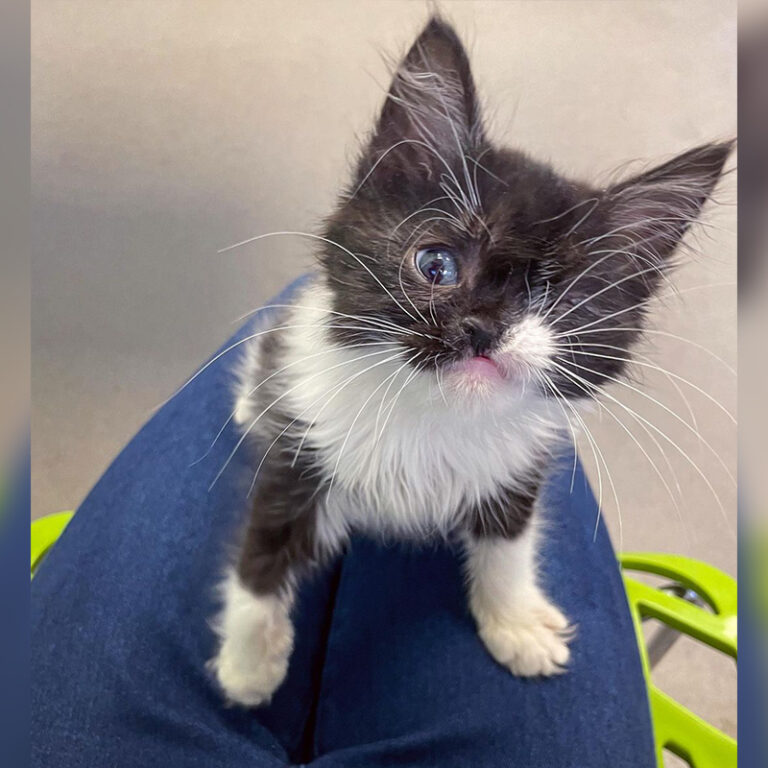 Kitten Named 'Bug' Has One Eye and Nostril Is Doubly Sweet