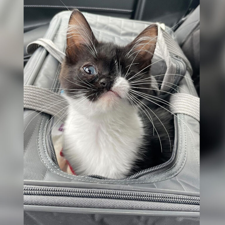 Kitten Named 'Bug' Has One Eye and Nostril Is Doubly Sweet