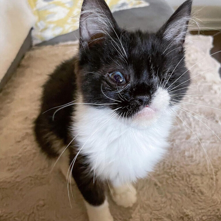 Kitten Named 'Bug' Has One Eye and Nostril Is Doubly Sweet