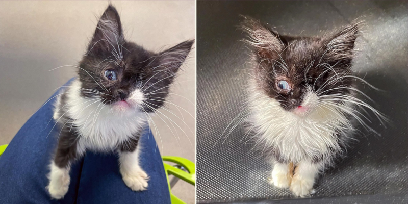 Kitten Named 'Bug' Has One Eye and Nostril Is Doubly Sweet