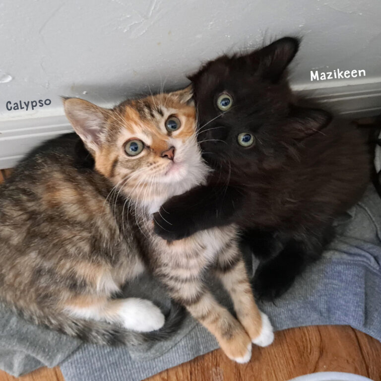 Fluff Up Your Feline Vocabulary with Words for Groups of Cats