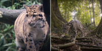 Clouded Leopards, the 'Small Big Cats' of Disappearing Jungles