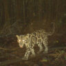 Clouded Leopards, the 'Small Big Cats' of Disappearing Jungles