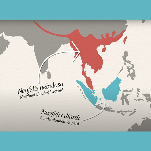 Clouded Leopards, the 'Small Big Cats' of Disappearing Jungles