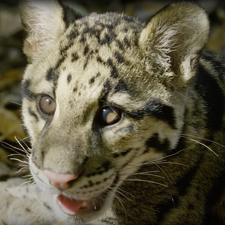 Clouded Leopards, the 'Small Big Cats' of Disappearing Jungles