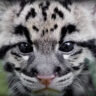 Clouded Leopards, the 'Small Big Cats' of Disappearing Jungles