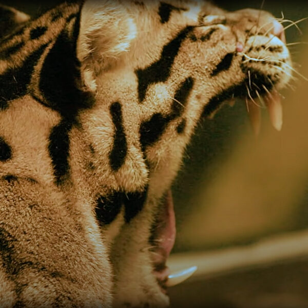 Clouded Leopards, the 'Small Big Cats' of Disappearing Jungles