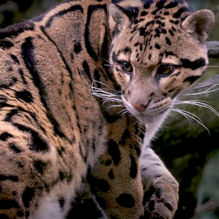 Clouded Leopards, the 'Small Big Cats' of Disappearing Jungles