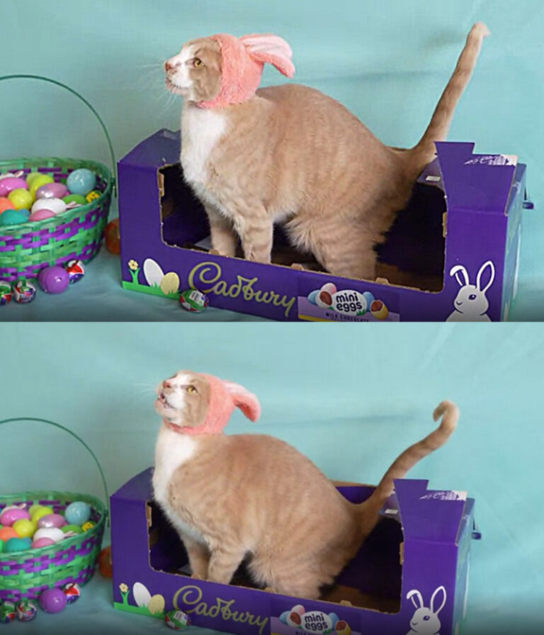 'Crash' the High-Fiving Rescue Cat Is 2023 Cadbury Bunny