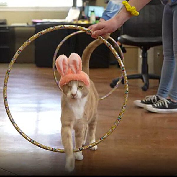 'Crash' the High-Fiving Rescue Cat Is 2023 Cadbury Bunny