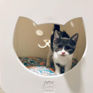 Foster Kittens Dinner Roll and Cranberry Sauce Sop Up the Love