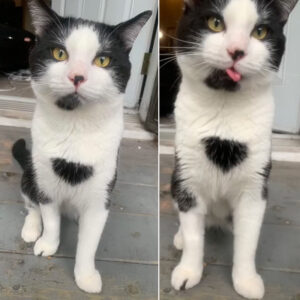 Dizzy the Cat's Funny Reaction to Hearing His Favorite Meowlody