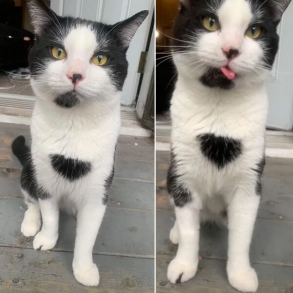Dizzy the Cat's Funny Reaction to Hearing His Favorite Meowlody