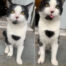 Dizzy the Cat's Funny Reaction to Hearing His Favorite Meowlody