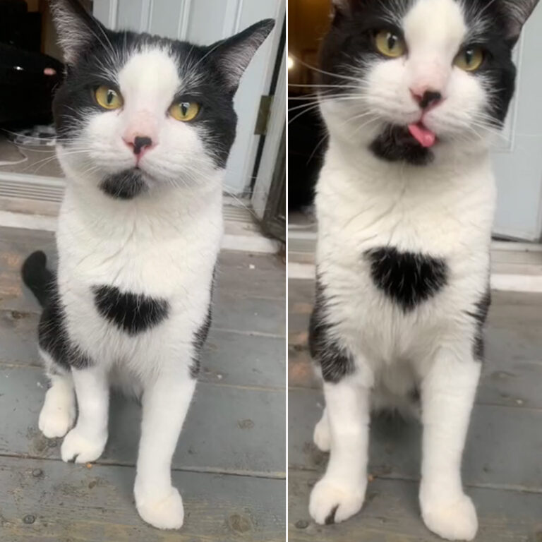 Dizzy the Cat's Funny Reaction to Hearing His Favorite Meowlody