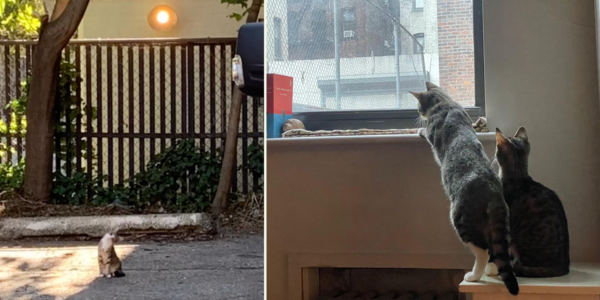 Rescued Visually Impaired Kitten Ellie Loves Birdwatching