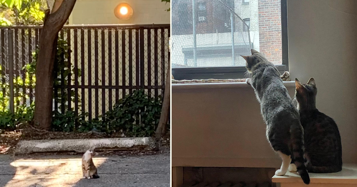 Rescued Visually Impaired Kitten Ellie Loves Birdwatching