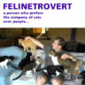 Fluff Up Your Feline Vocabulary with Words for Groups of Cats