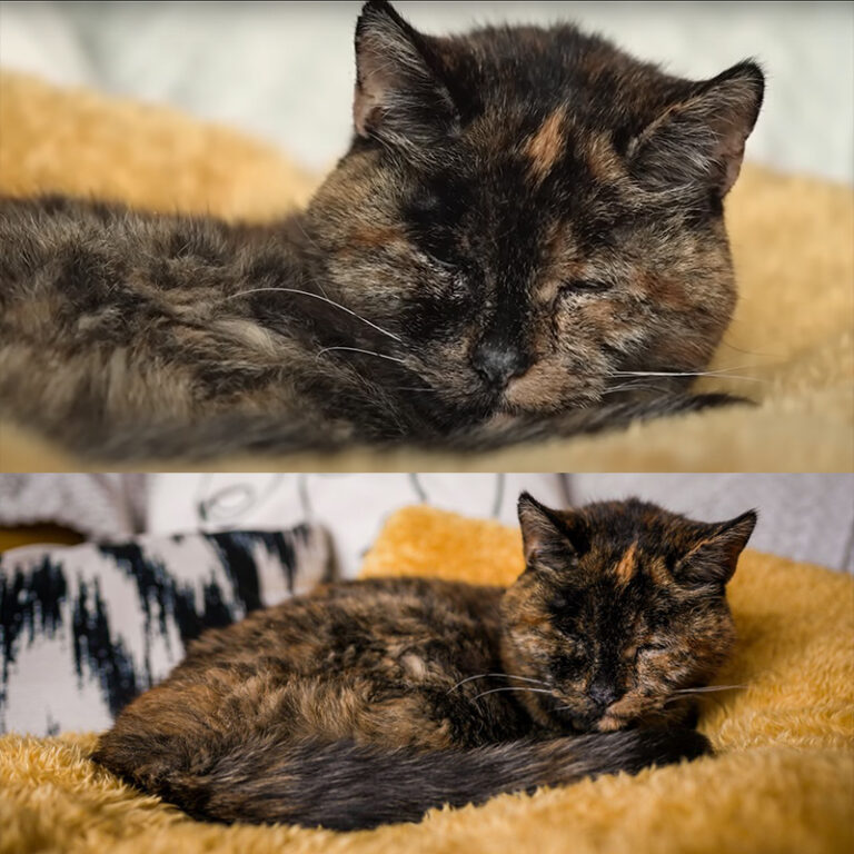Woman Gives Oldest Living Cat, Flossie, the Best Golden Years