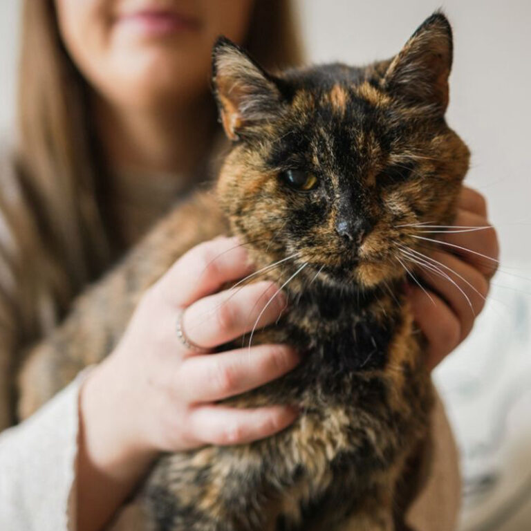 Woman Gives Oldest Living Cat, Flossie, the Best Golden Years