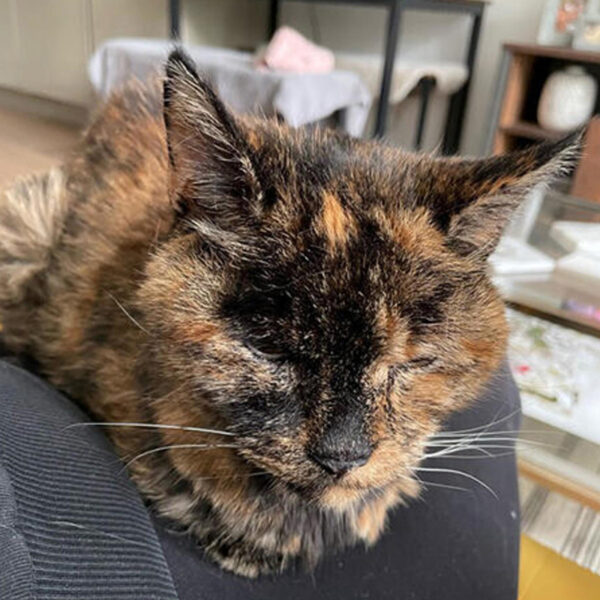 Woman Gives Oldest Living Cat, Flossie, the Best Golden Years