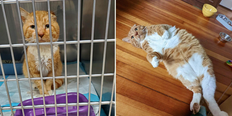 Badly Wounded Garfield Has Amazing Transfurmation After Rescue