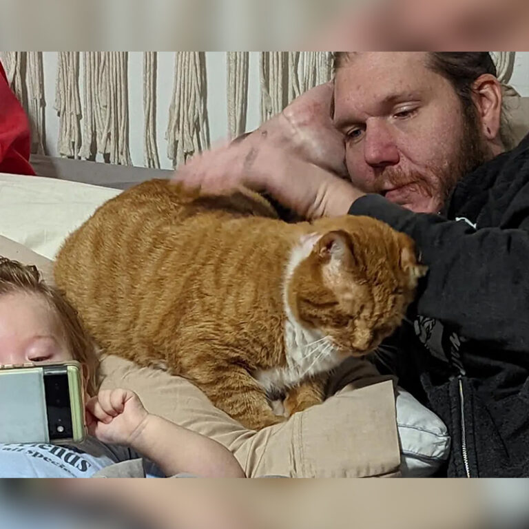 Badly Wounded Garfield Has Amazing Transfurmation After Rescue