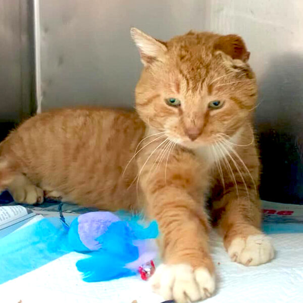 Badly Wounded Garfield Has Amazing Transfurmation After Rescue