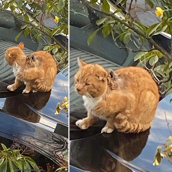 Badly Wounded Garfield Has Amazing Transfurmation After Rescue