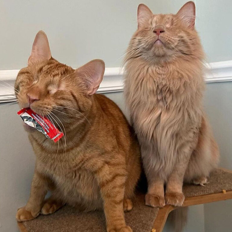Inseparable Blind Kitten Brothers Navigate Their World with Ease
