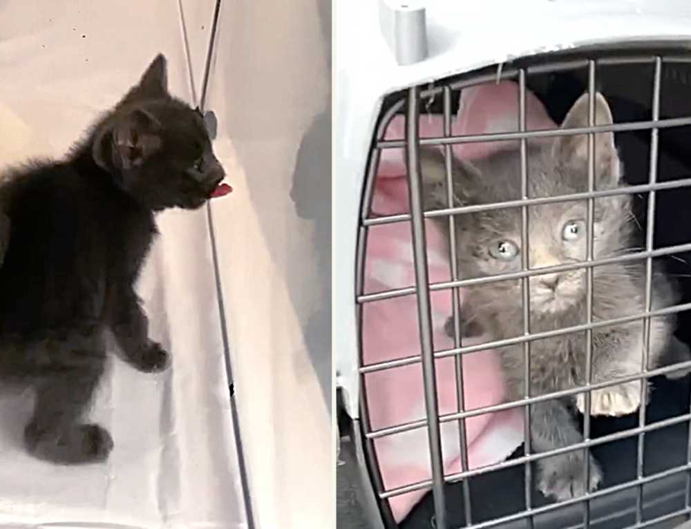 Kitten Saved by Mini-Bus Driver Becomes His Official Bus Buddy