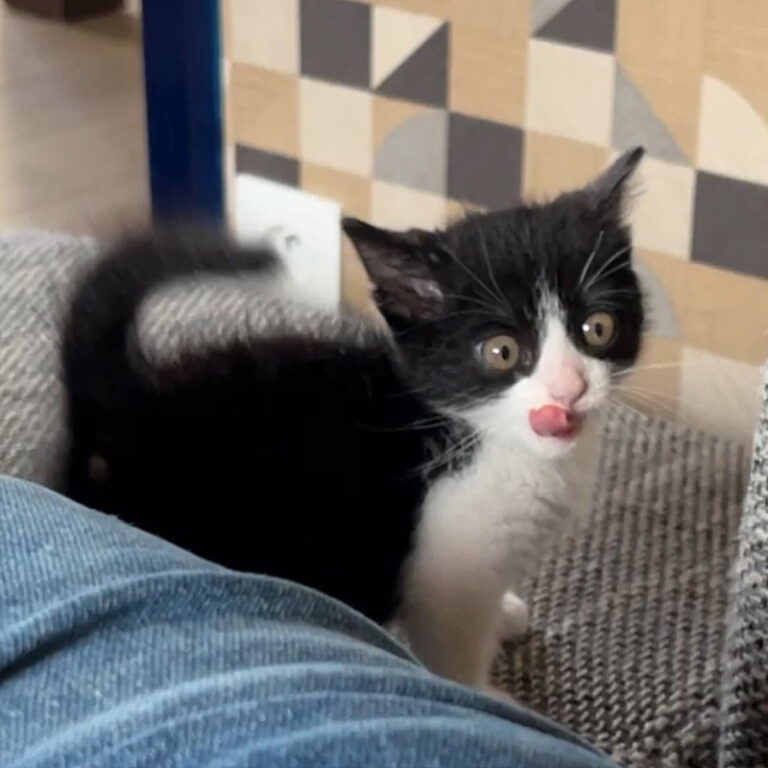 Lilo the Kitten Launches Surprise Crab Walk Attacks On Camera