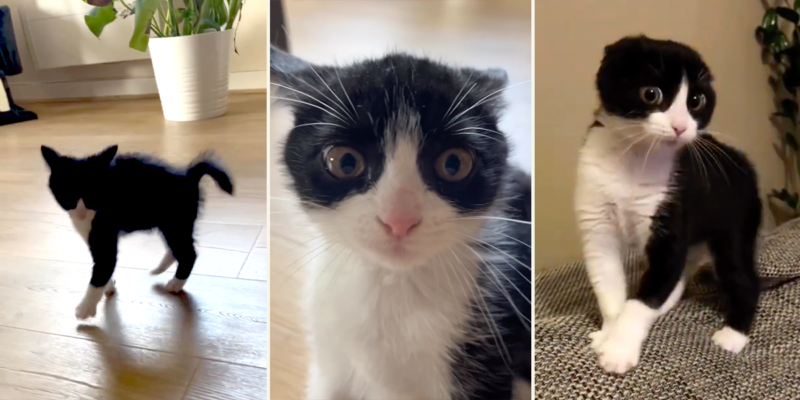 Lilo the Kitten Launches Surprise Crab Walk Attacks On Camera